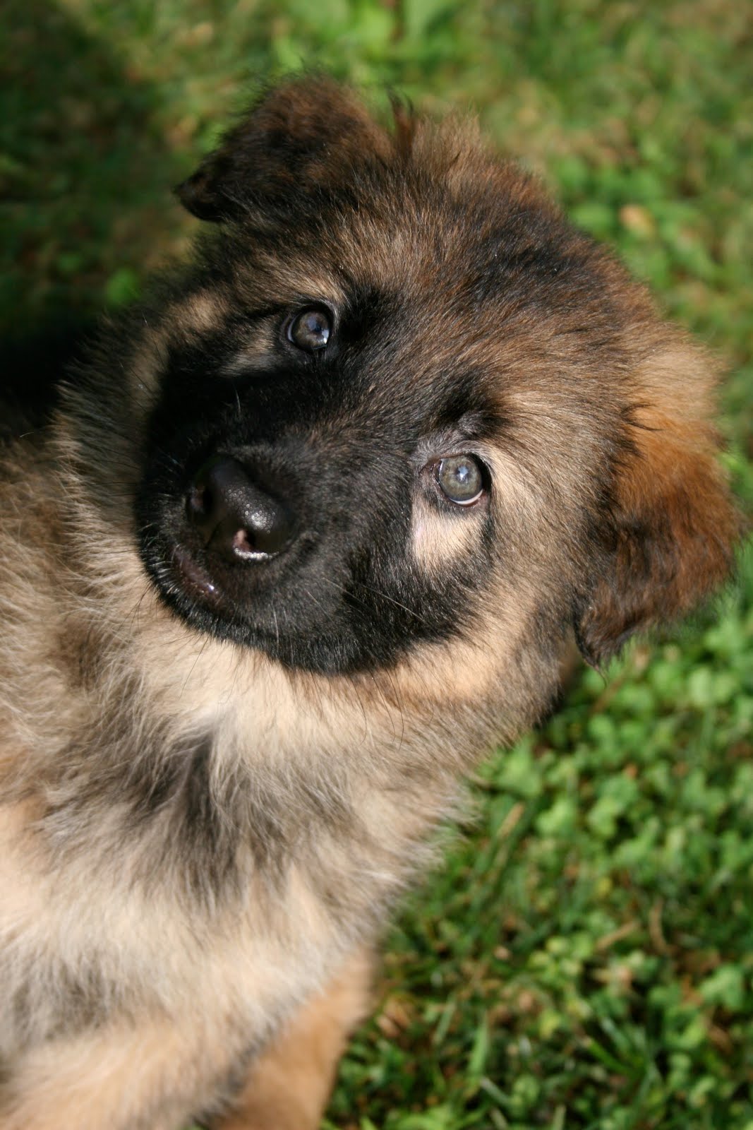 Preppy Puppies: The Tripper Project