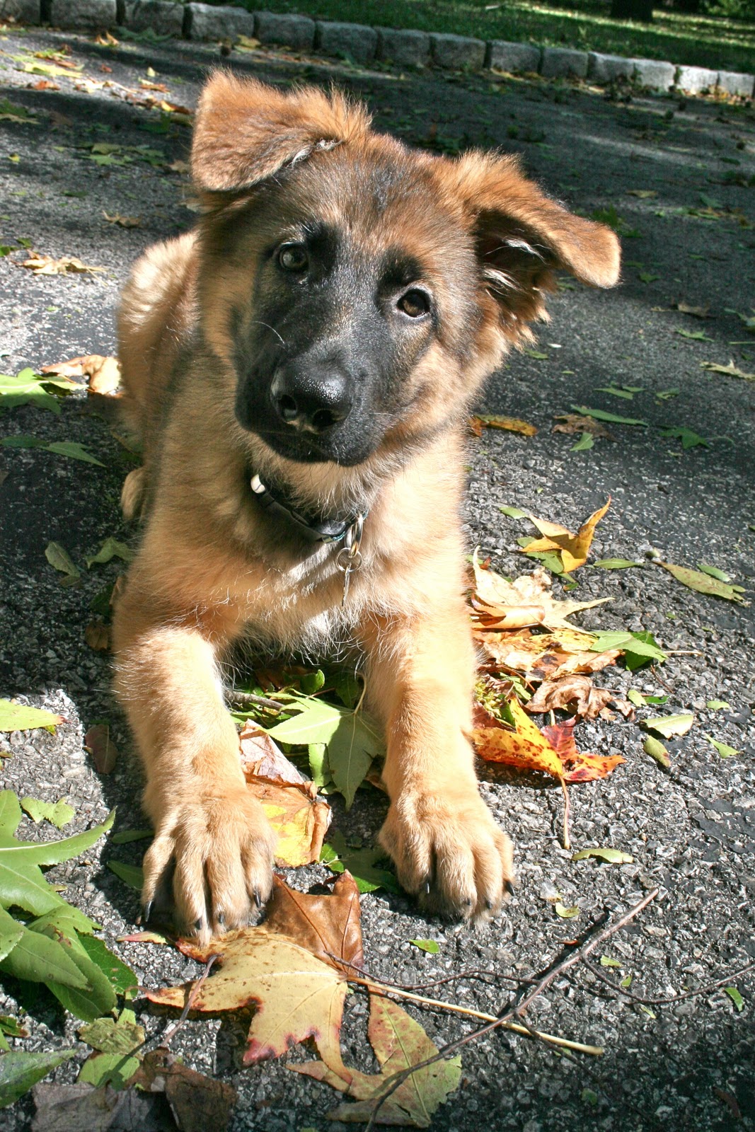 Preppy Puppies: The Tripper Project