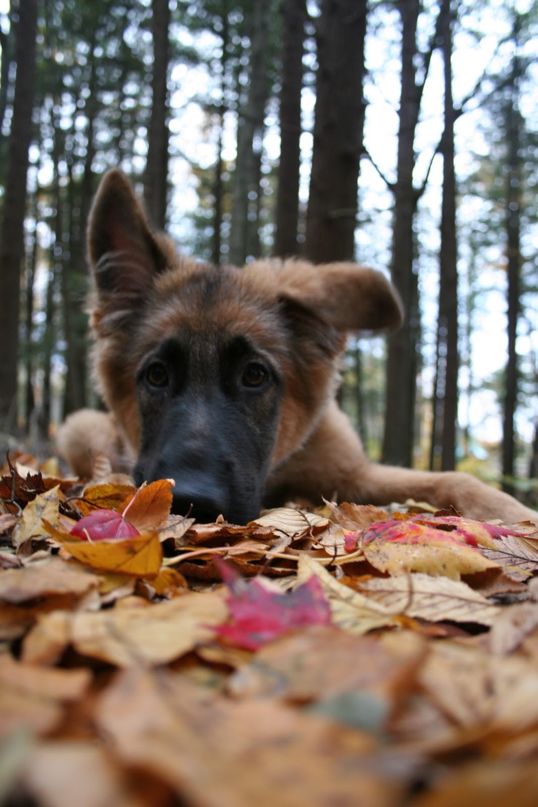 Preppy Puppies: The Tripper Project