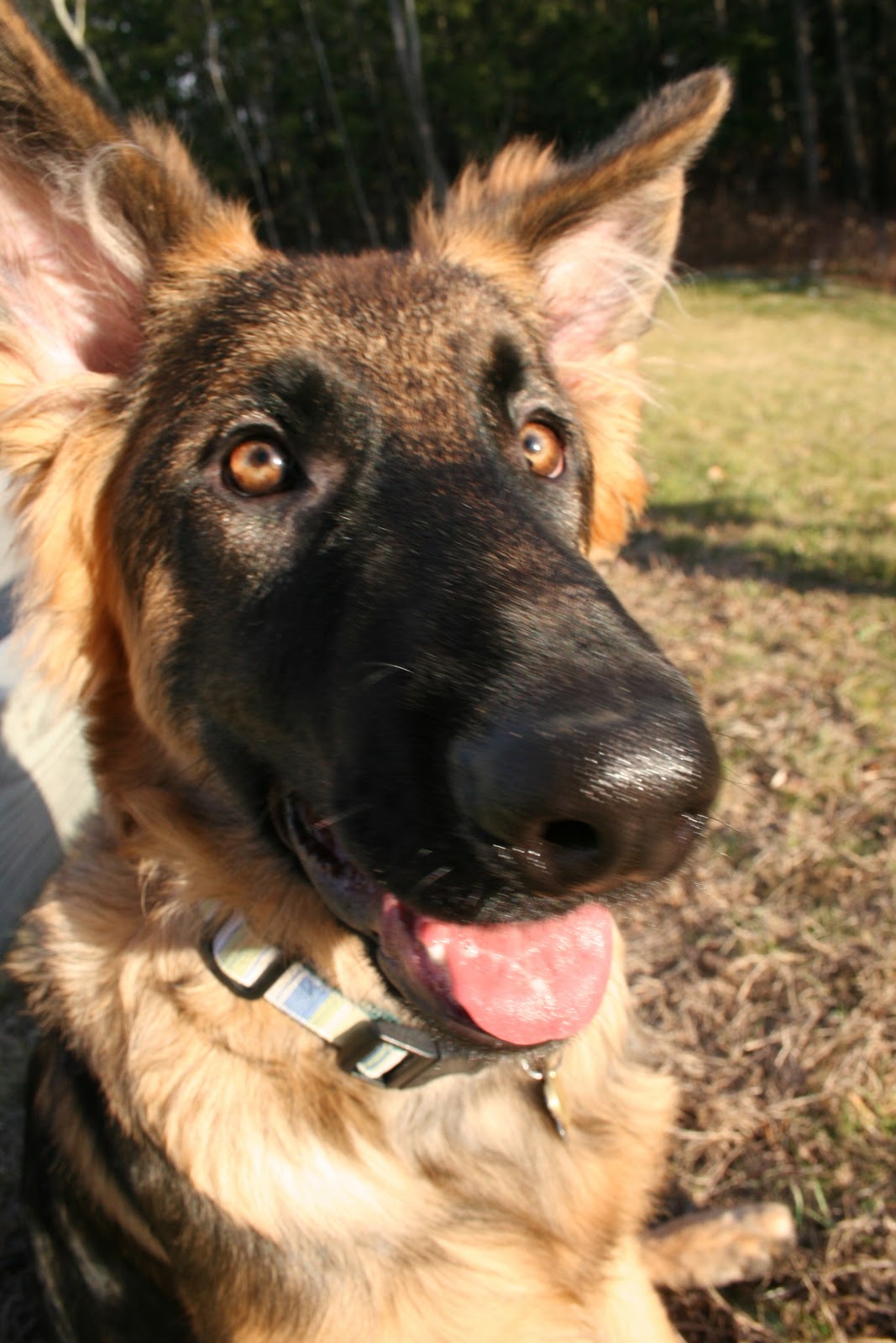 Preppy Puppies: The Tripper Project