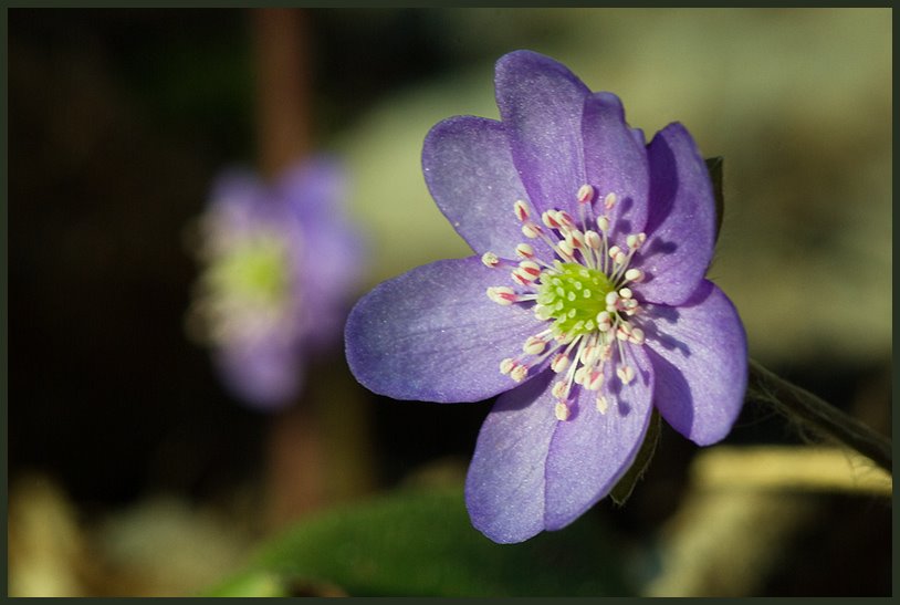 LOODUSELAMUSED: Sinilill, Hepatica, Hepatica nobilis