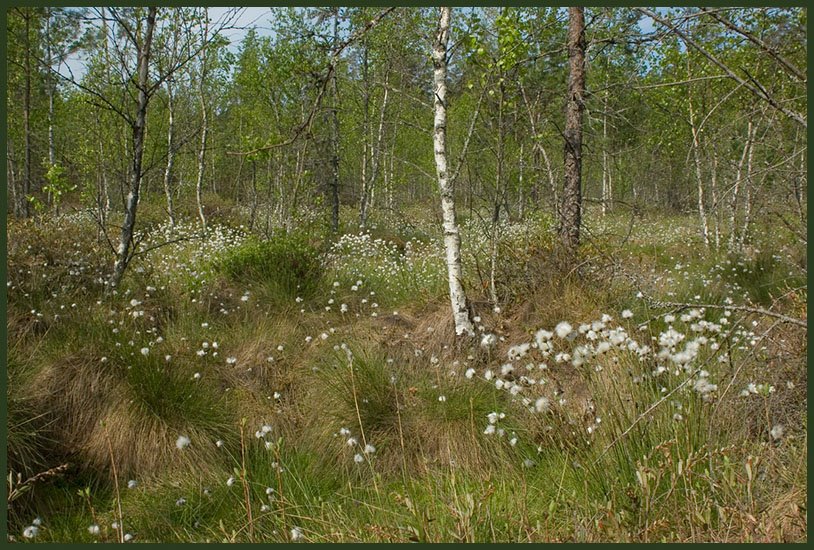 LOODUSELAMUSED: Eesti loodus, Estonian nature, tupp-villpea õitseb ...