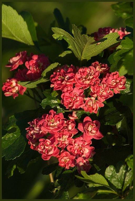 LOODUSELAMUSED: Tömbilehine viirpuu'Rubra Plena', Common hawthorn ...