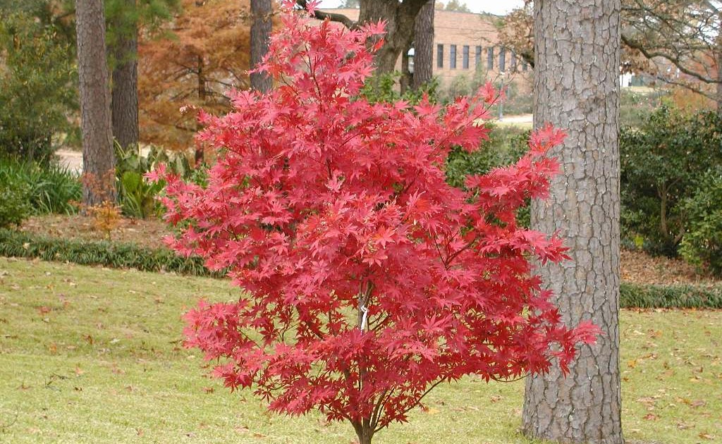 Meilleurs Arbustes de Jardin | Arbustes à feuillage décoratif et ...