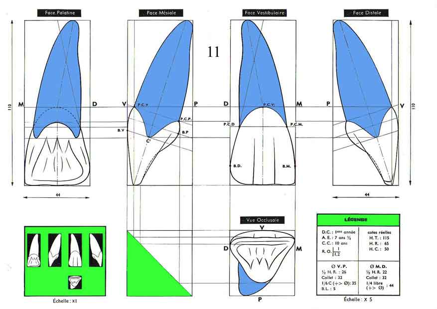 Dental ebooks: Dessins morphologiques des dents [Planches]
