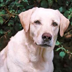 - CrisToogle -: Lost –- Perdidos. Curiosidades (2ª parte)