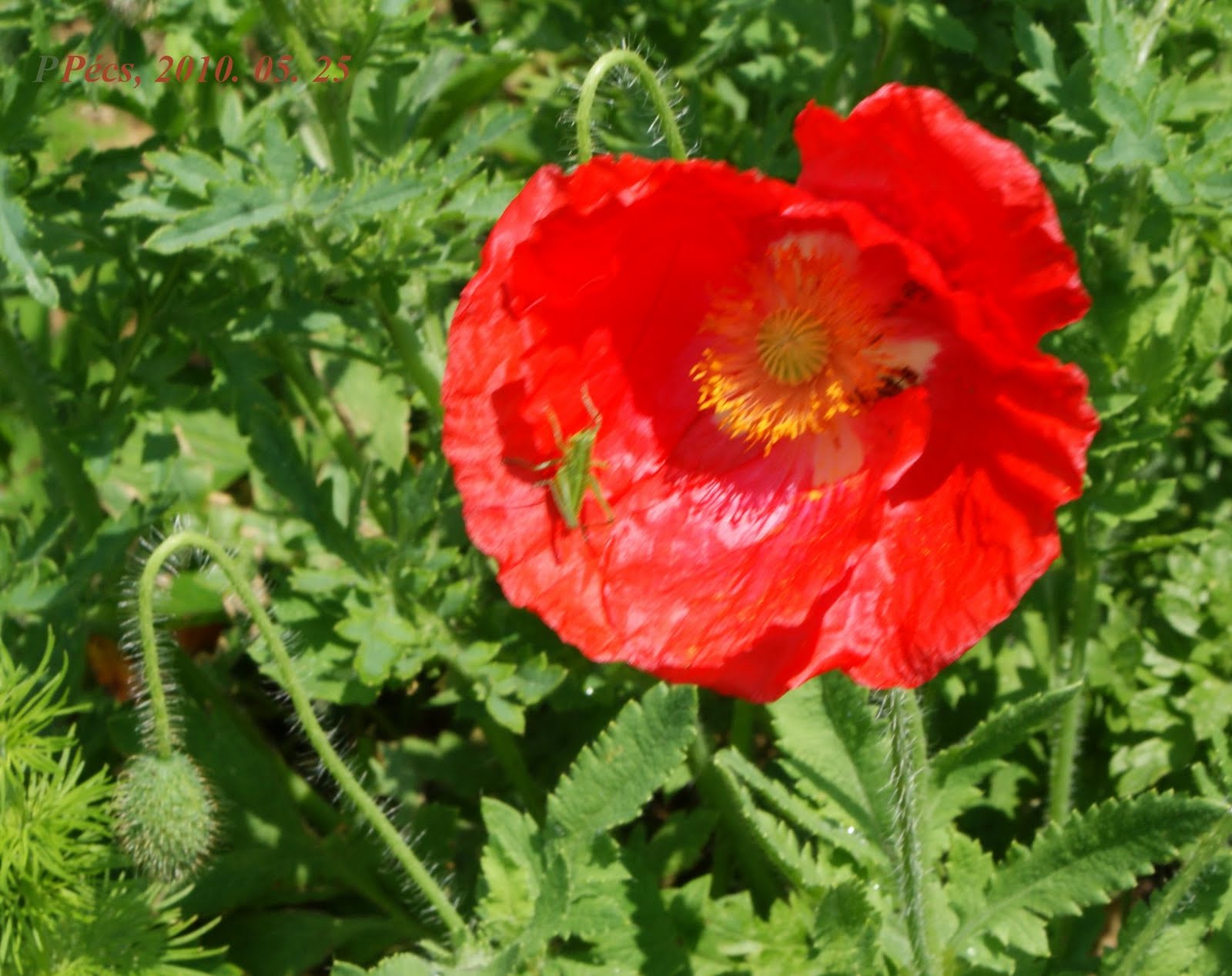 Ilona: Pipacs, ahogy ma én láttam