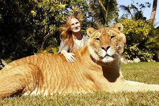 ULTIMATE PICTURE GALLERY BIKINI,AMAZING,ETC..,,,: Lion+tiger= A big fat ...