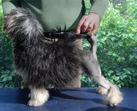 The Pet Parade: Little Lion Dog: Facts about the Lowchen Dog Breed