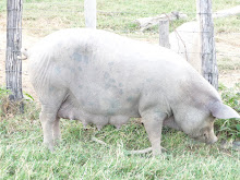 Criação e Preservação da raça Suina Canastrão: Raça Canastra