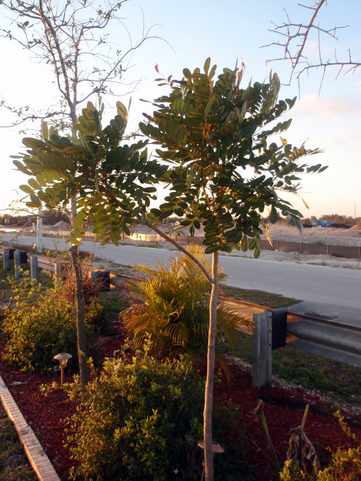 South Florida Gardening Blog: Paradise Tree (Simarouba glauca)