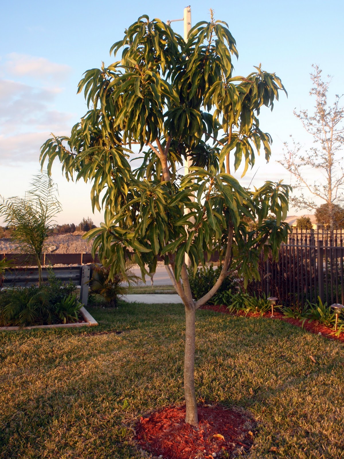 South Florida Gardening Blog: Mango Tree (Mangifera indica)