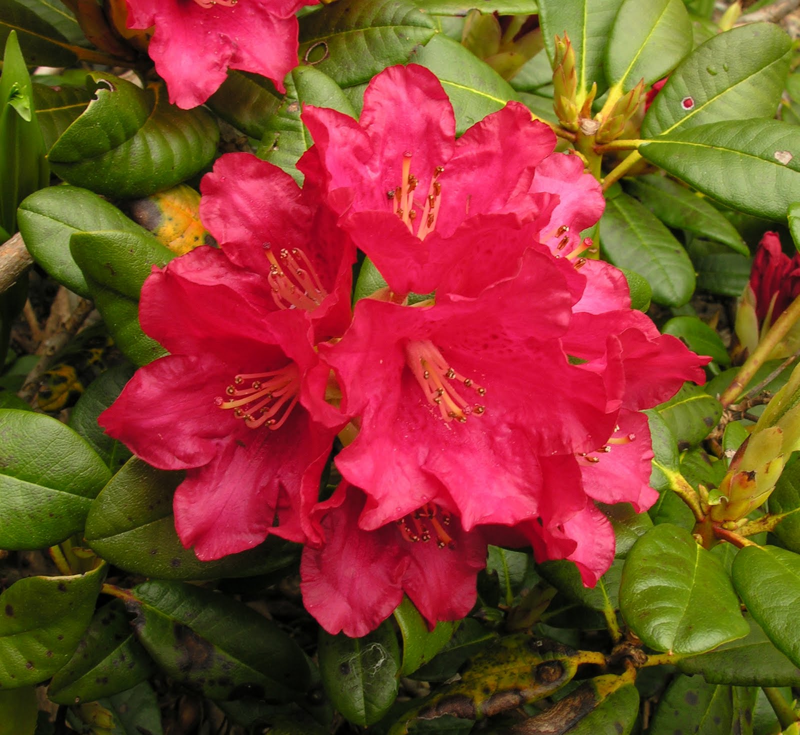 MUN Botanical Garden: Early Season Rhododendrons