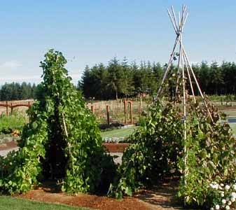 Lillbutton's Farm: Bean Teepees