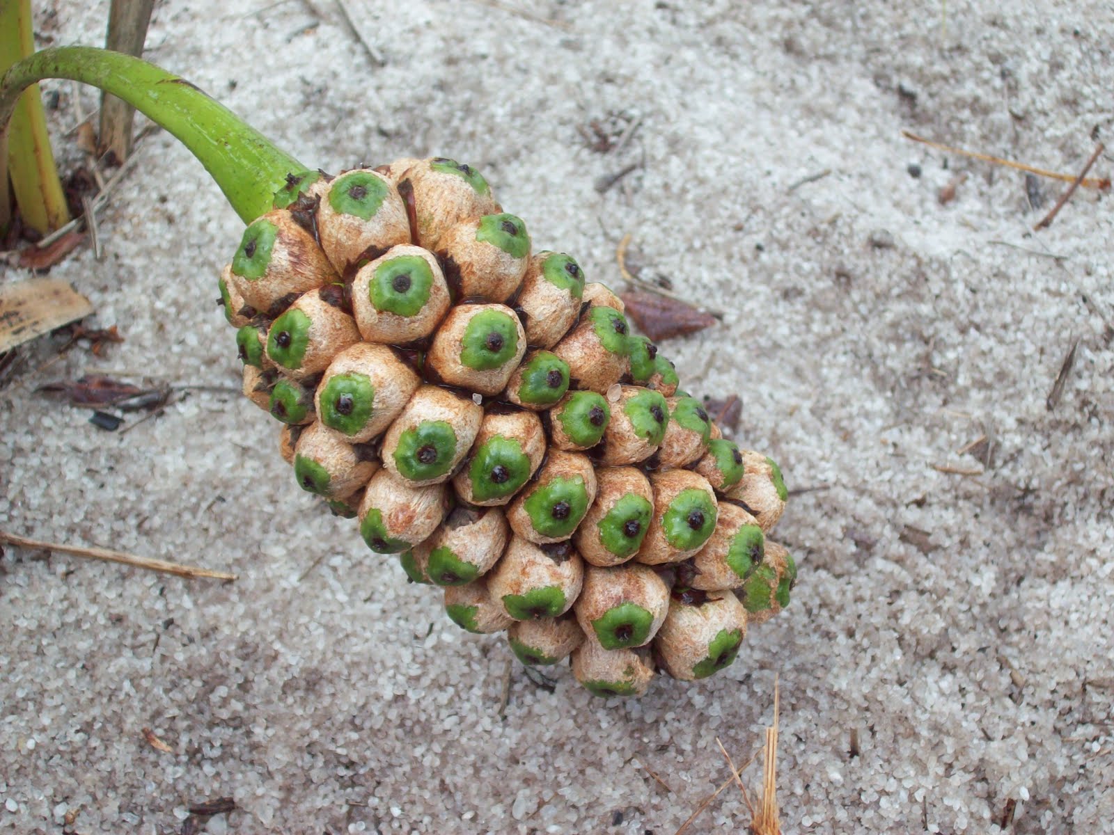 The fruit of the Halla tree. Can be eaten raw or cooked. [834x656] : r ...