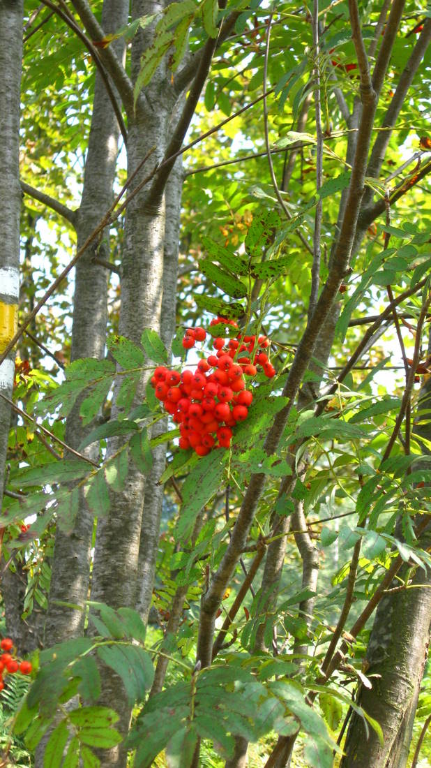 Flora Spontana: Scorusul de munte>> Sorbus aucuparia