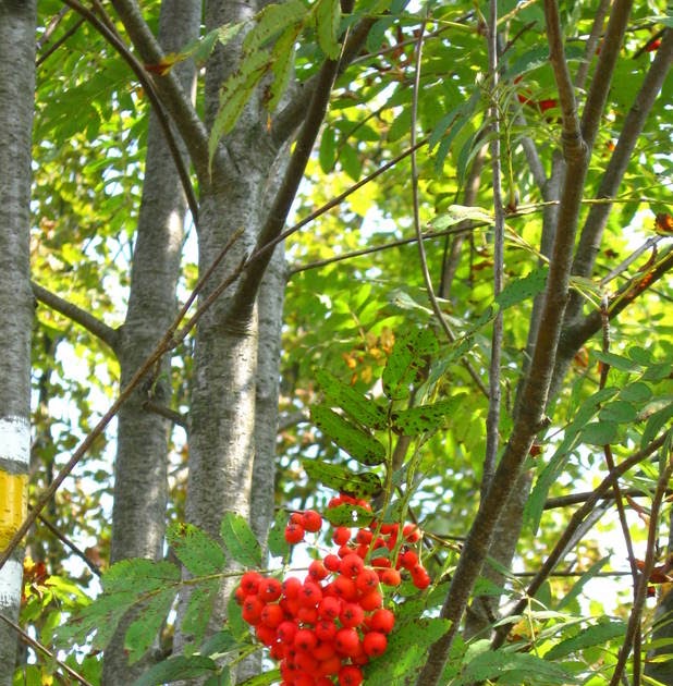 Flora Spontana: Scorusul de munte>> Sorbus aucuparia