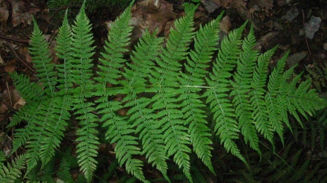 Flora Spontana: Feriga>>Dryopteris filix-max