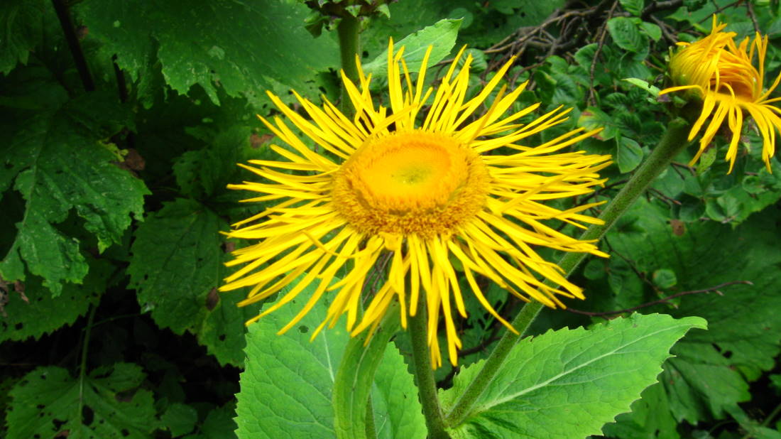 Flora Spontana: Iarba mare>>Inula Helenium