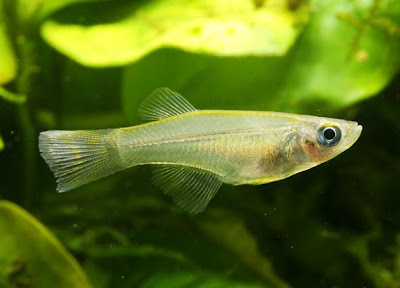 奇獸飼育學: 2010-01-14新進魚隻