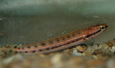 奇獸飼育學: 2010-11-01新進魚隻