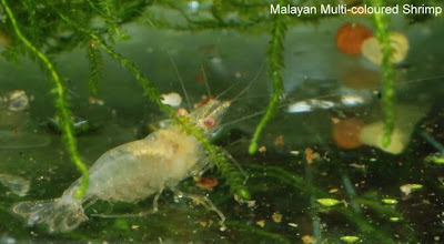 奇獸飼育學: 2011-01-27新進魚隻與動物