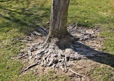 Walking Prescott: The roots of Prescott