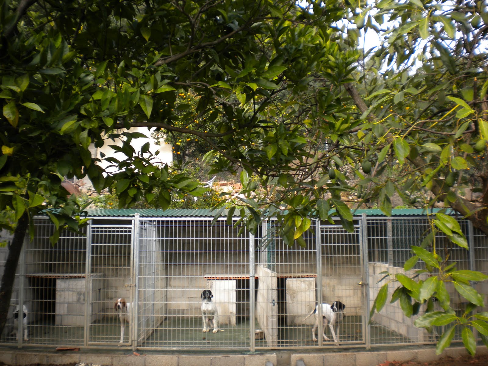 Pointers. Blog de un cazador con perro de muestra.: Nuevas ...