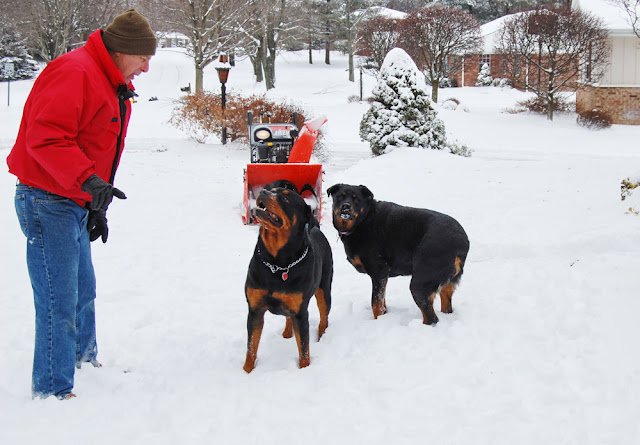 Living with Rottweilers: Winter Wonderland - Our Rottweilers love to ...