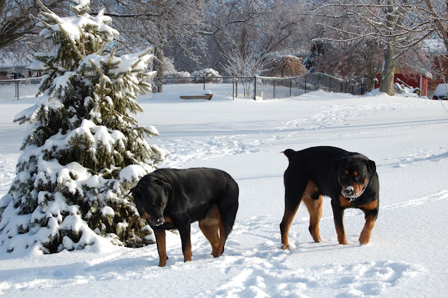 Living with Rottweilers: Winter Wonderland - Our Rottweilers love to ...