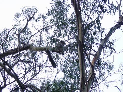 Dropbears: Drop Bear ready to attack