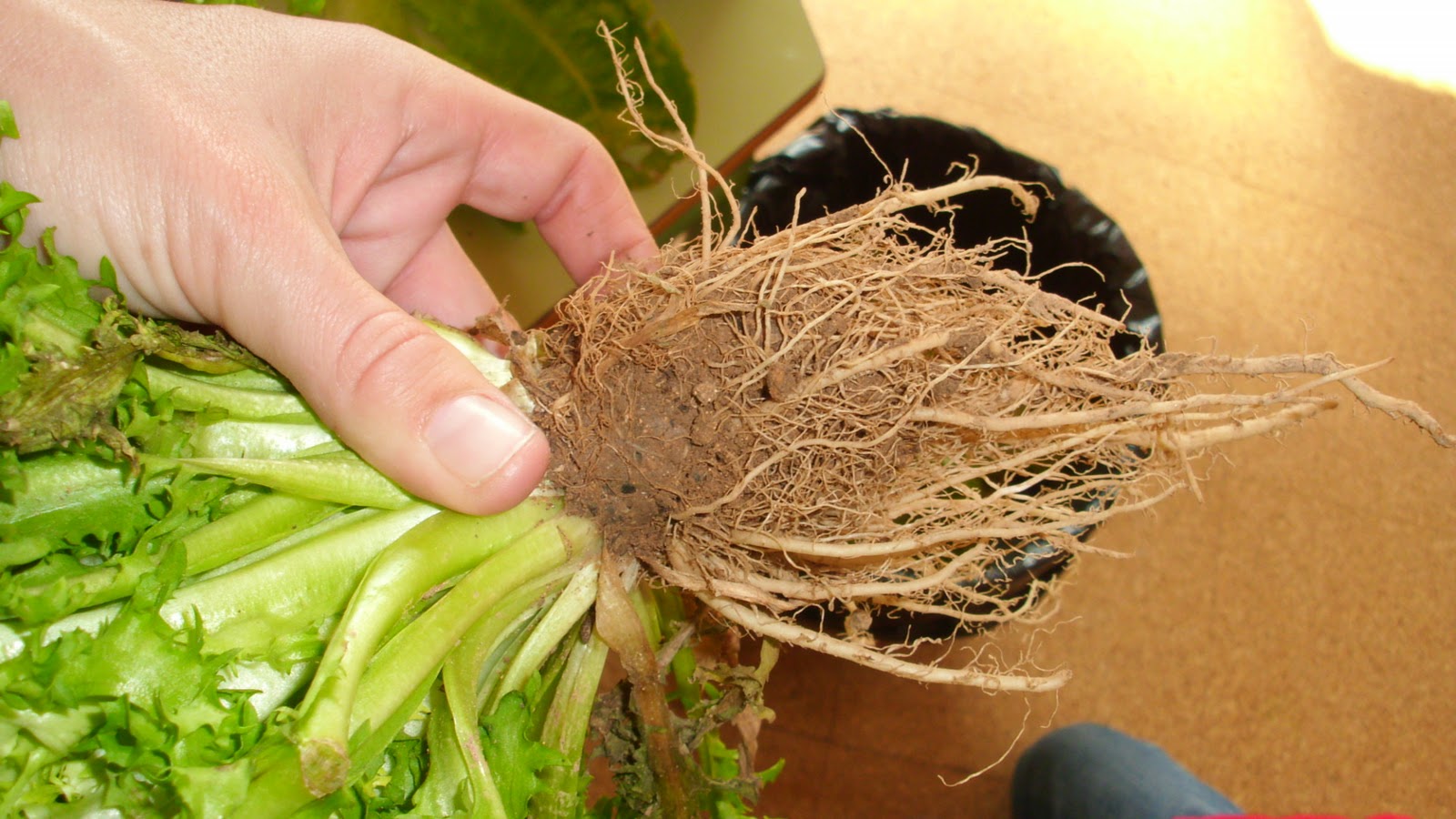 CEIP PRÍNCIPE DE ASTURIAS: TALLER DE LECHUGA:" ensalada mixta" 5 AÑOS B