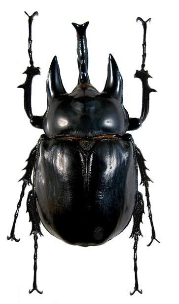 Available Giant and Tropical Pet Beetles for Sale or Exchange from pet ...