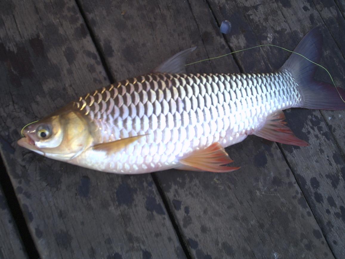 kukar fresh water wild fishing: Destinasi Mancing : Kecamatan Muara Kaman