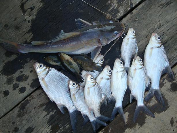 kukar fresh water wild fishing: Destinasi Mancing : Kecamatan Muara Kaman