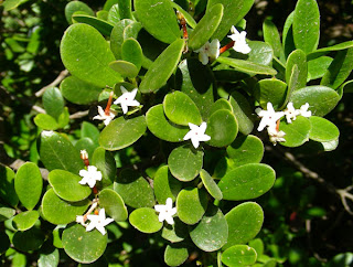 A Snail's Eye View: Botanising at Cape Nelson