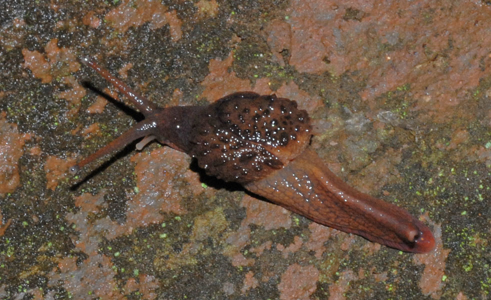 A Snail's Eye View: June 2010