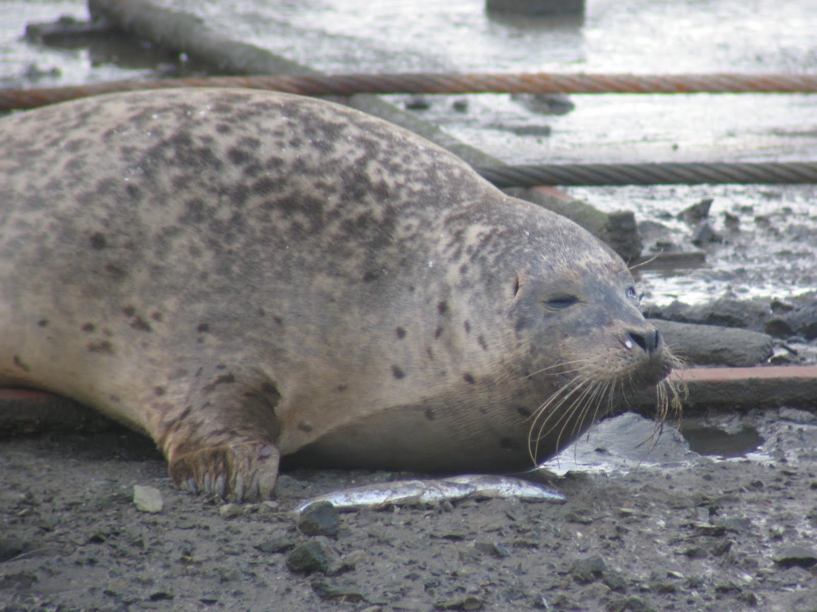 Fauna Cantábrica: Foca común