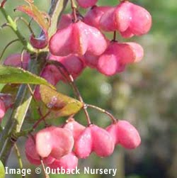 Restoring The Landscape With Native Plants: Wahoo!