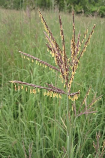 Restoring The Landscape With Native Plants: Native Plant of the Week ...