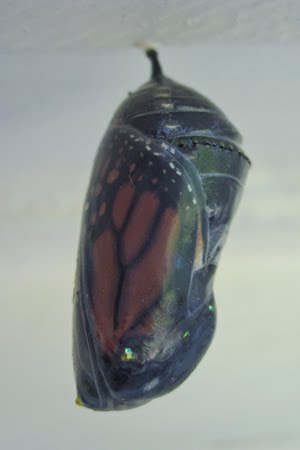 Restoring The Landscape With Native Plants: Emerging Monarch