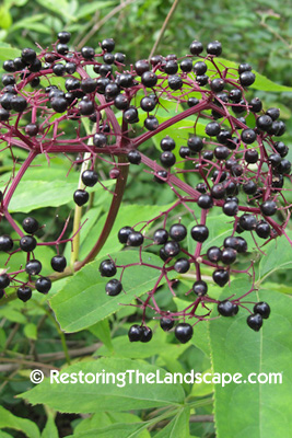 Restoring The Landscape With Native Plants: Native Plant of the Week ...