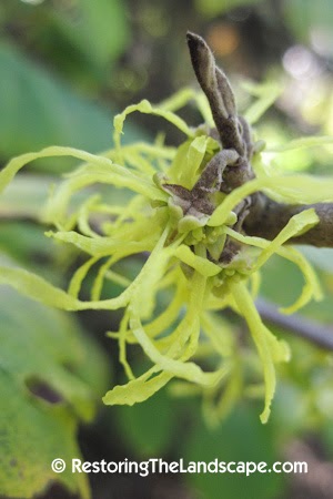 Restoring The Landscape With Native Plants: Native Plant of the Week ...