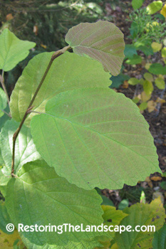 Restoring The Landscape With Native Plants: Native Plant of the Week ...