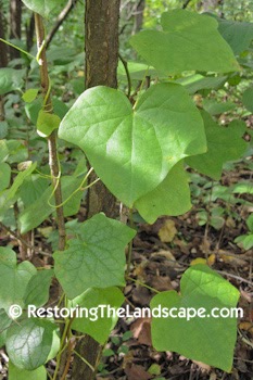 Restoring The Landscape With Native Plants: One More Native Vine