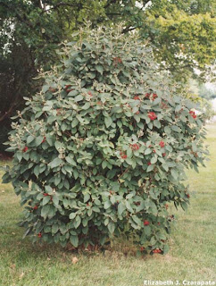 Restoring The Landscape With Native Plants: That's Invasive? Wayfaring ...