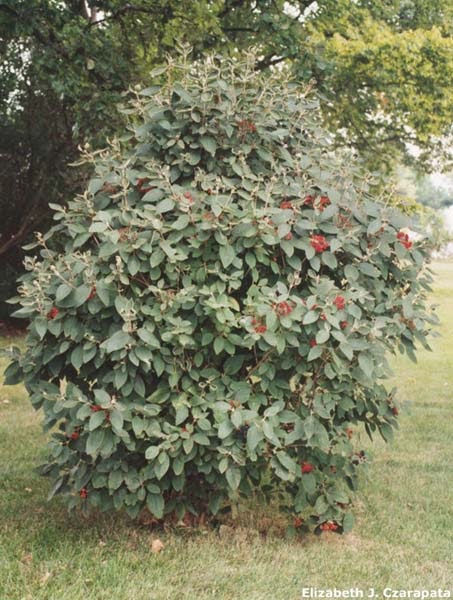 Restoring The Landscape With Native Plants: That's Invasive? Wayfaring ...