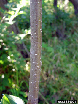 Restoring The Landscape With Native Plants: Invasive Buckthorn and ...