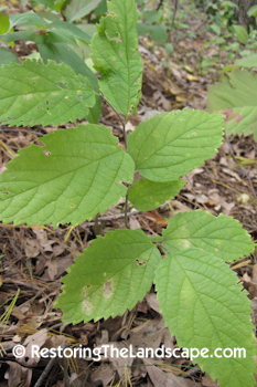 Restoring The Landscape With Native Plants: A Recipe for Native Tree ...