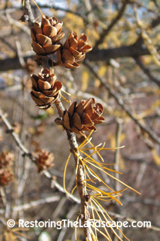 Restoring The Landscape With Native Plants: Native Plant of the Week ...